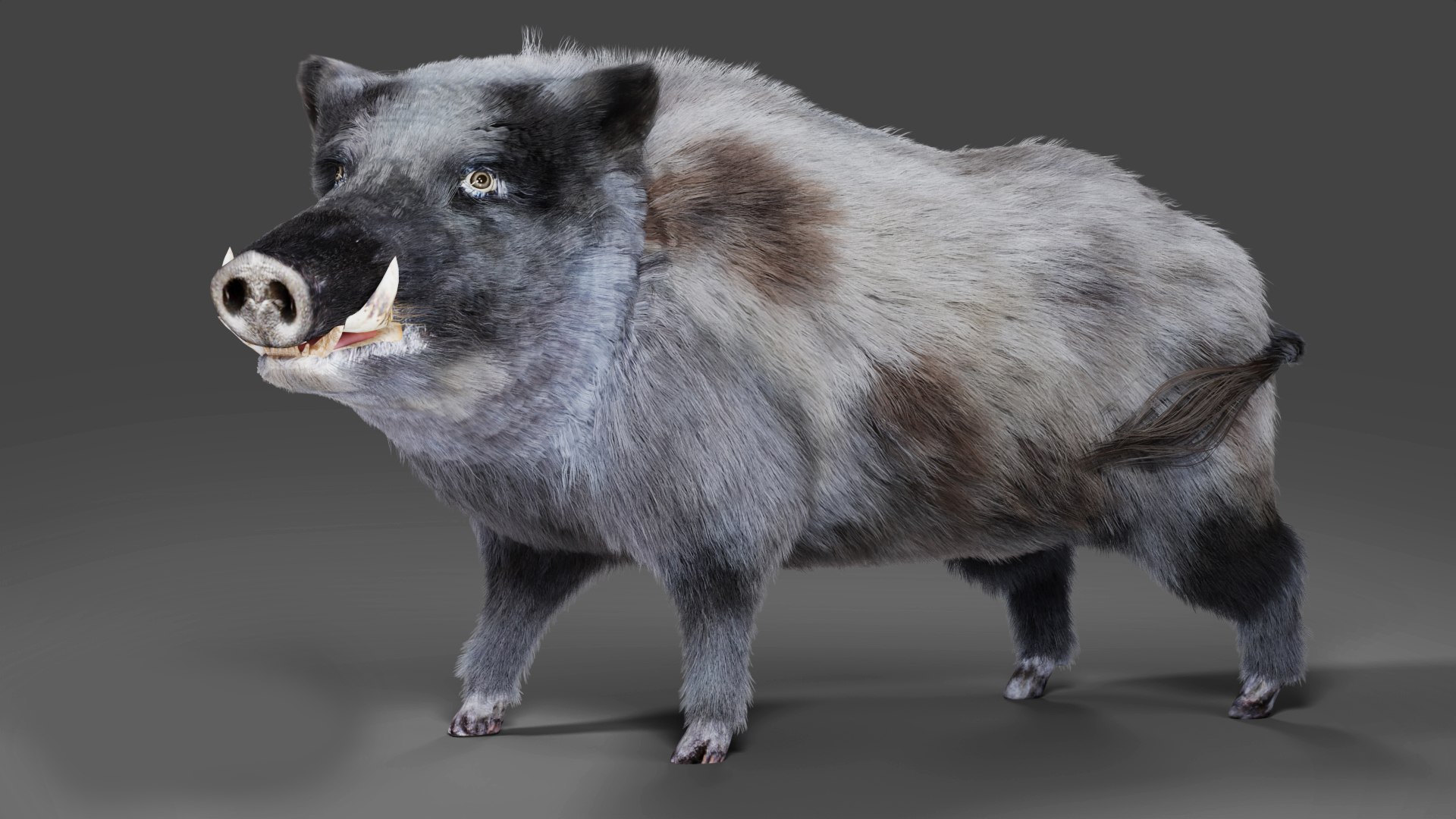 3D Fur Wild Boar V04 Rigged and Animation - TurboSquid 1991175