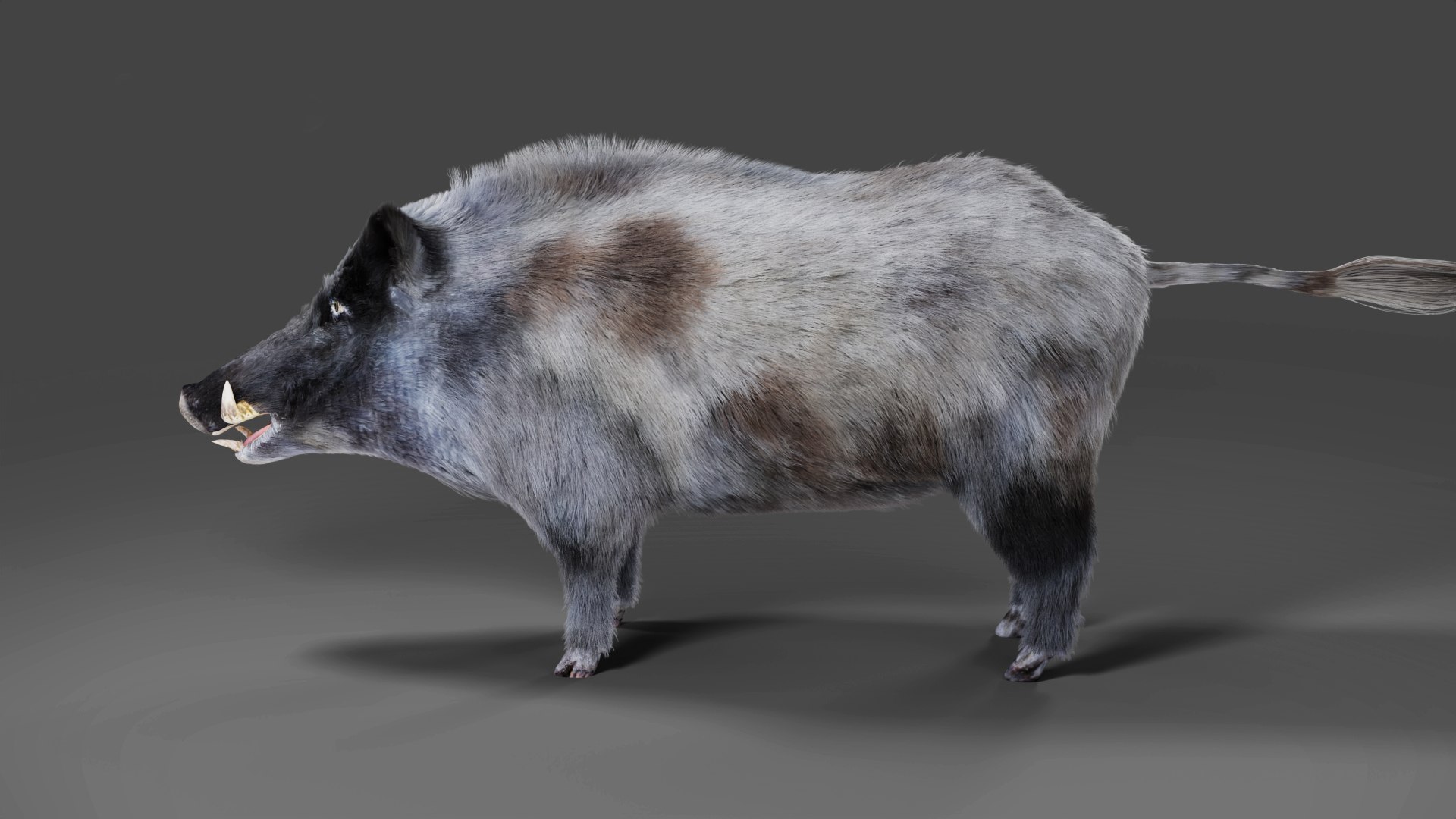 3D Fur Wild Boar V04 Rigged and Animation - TurboSquid 1991175