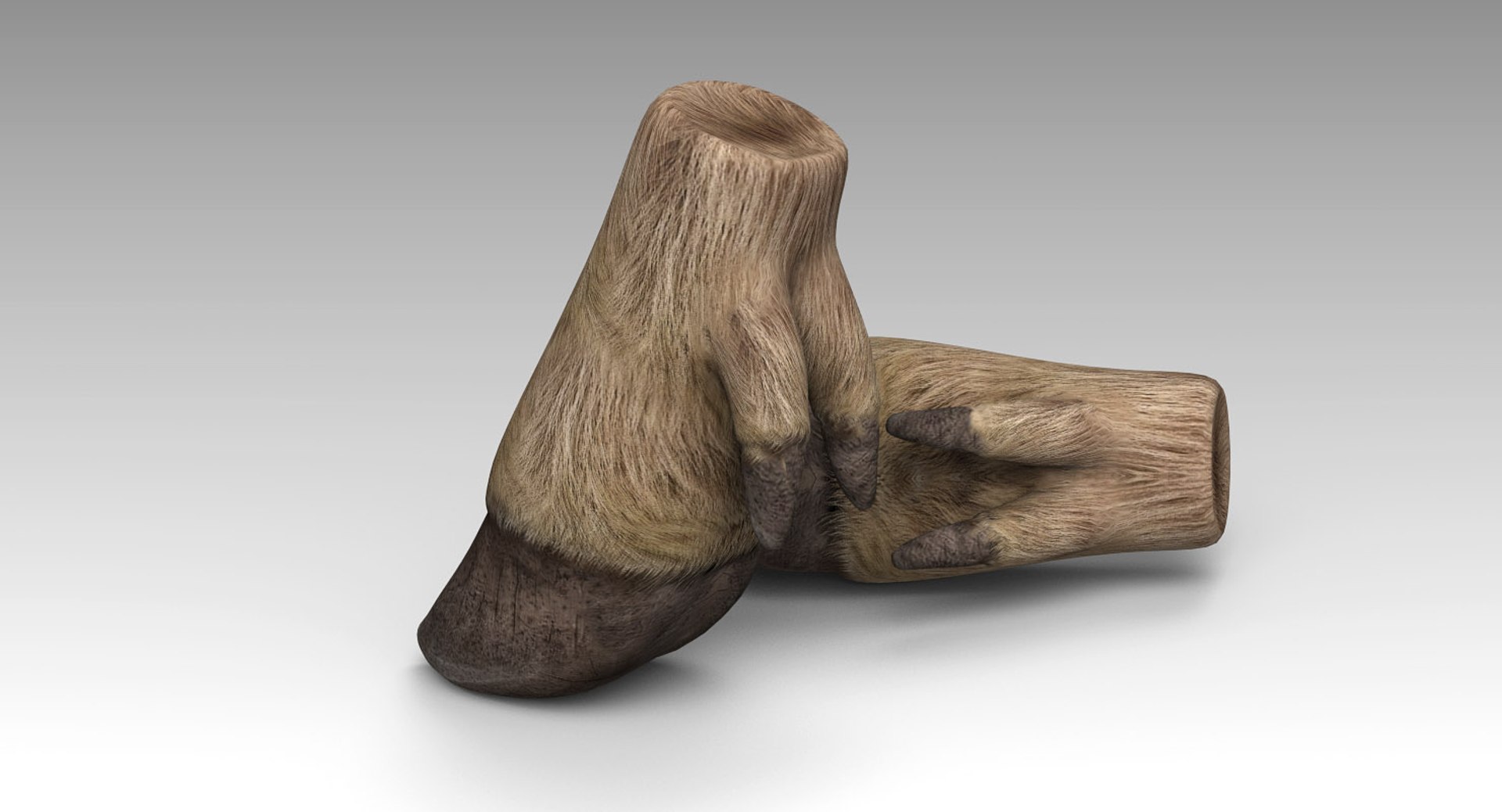 3D Model Moose Hoof - TurboSquid 1430717