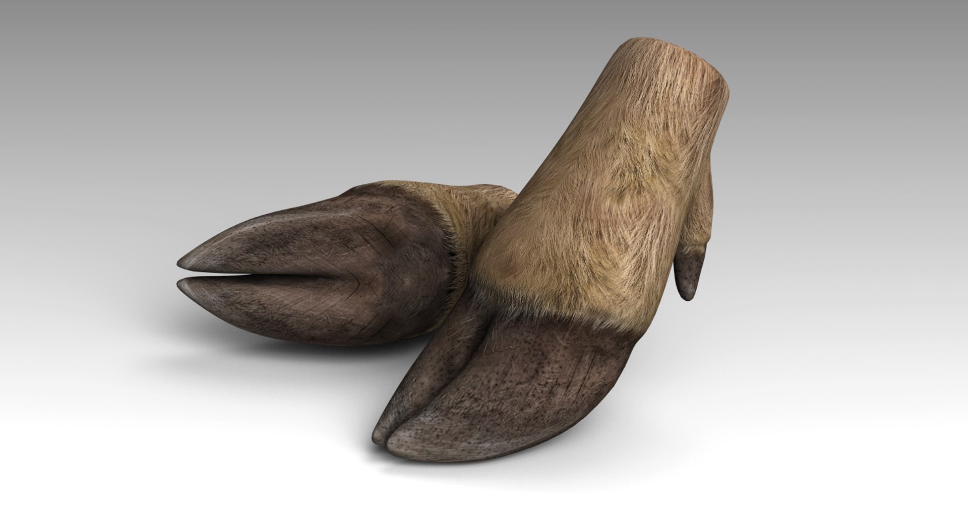 3D Model Moose Hoof - TurboSquid 1430717