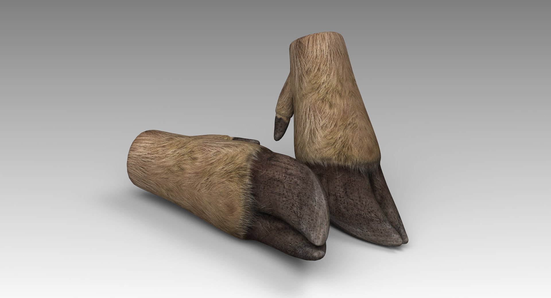 3D Model Moose Hoof - TurboSquid 1430717