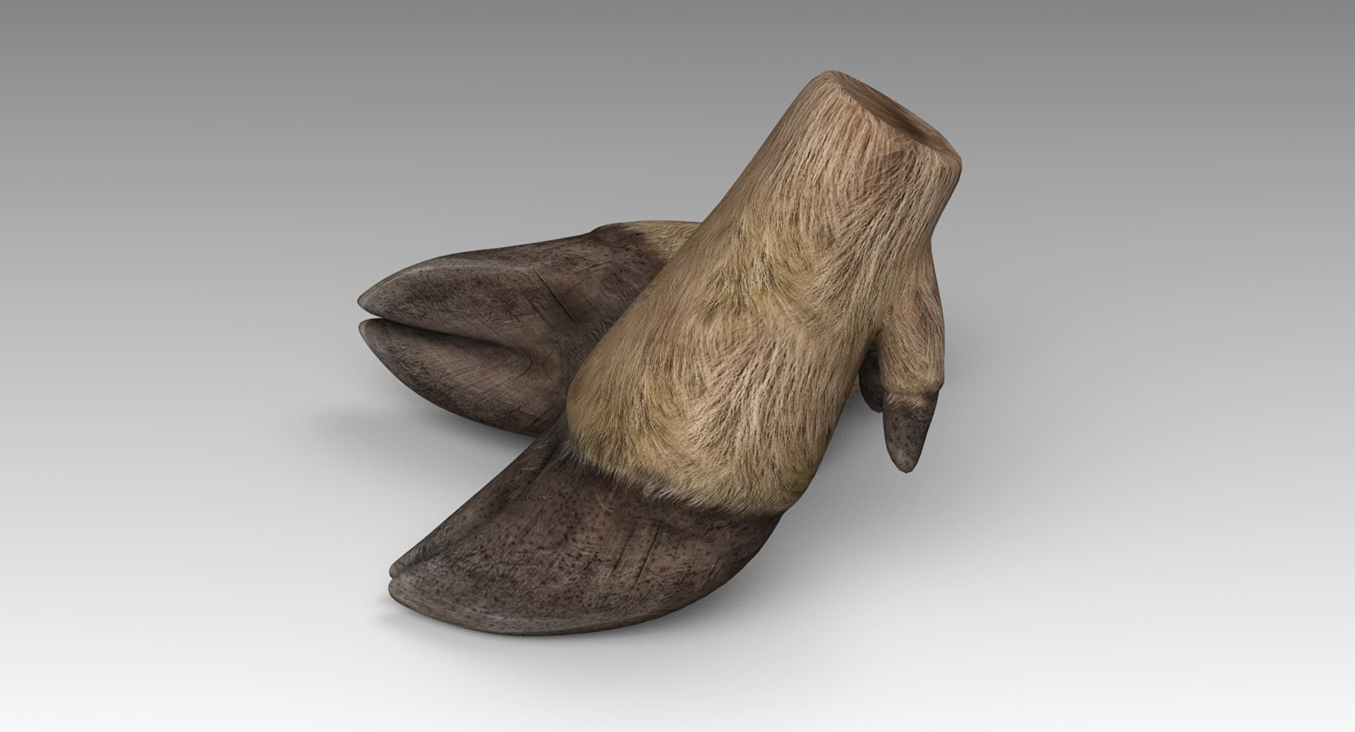 3D Model Moose Hoof - TurboSquid 1430717