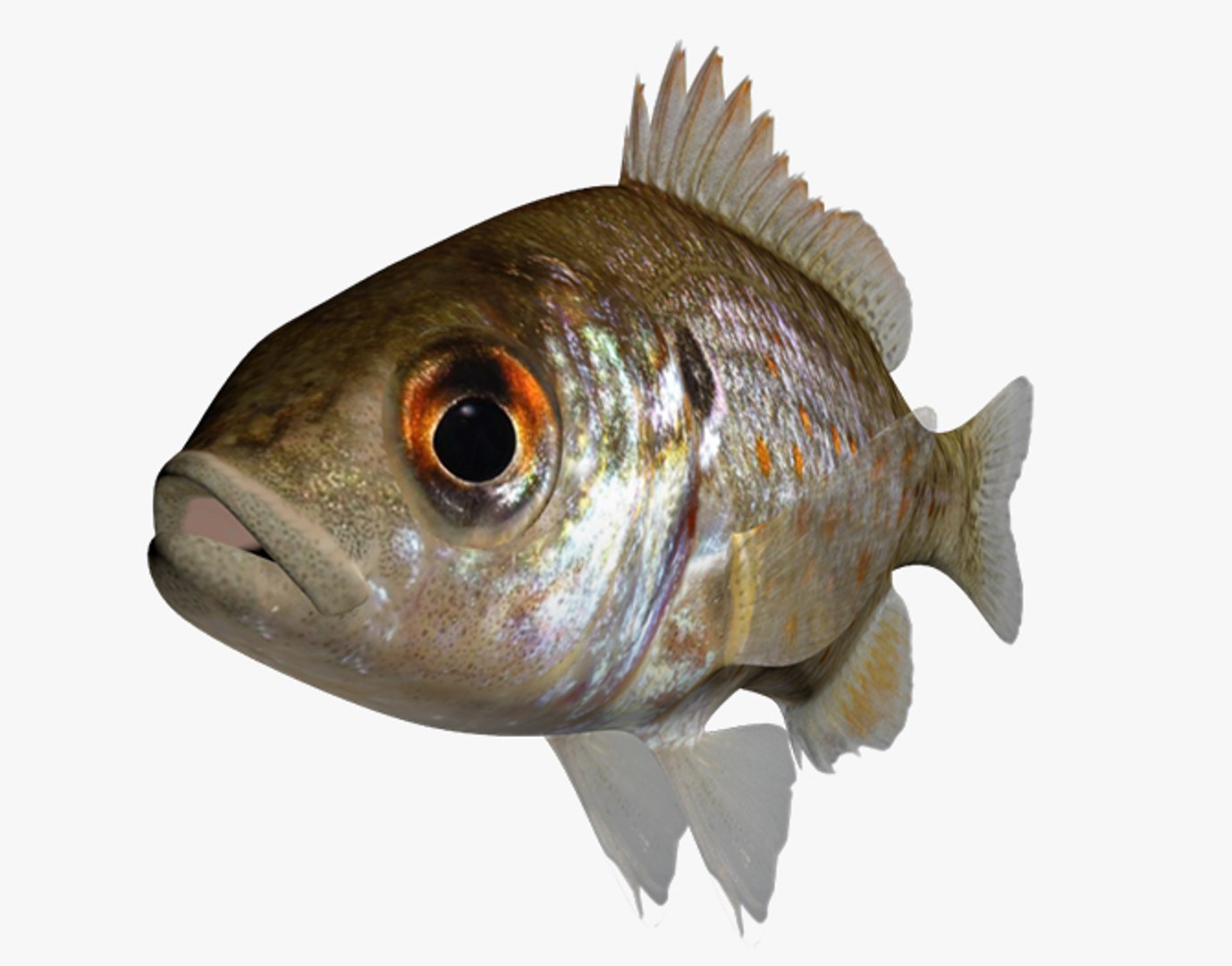 3dsmax Lepomis Humilis Orangespotted Sunfish