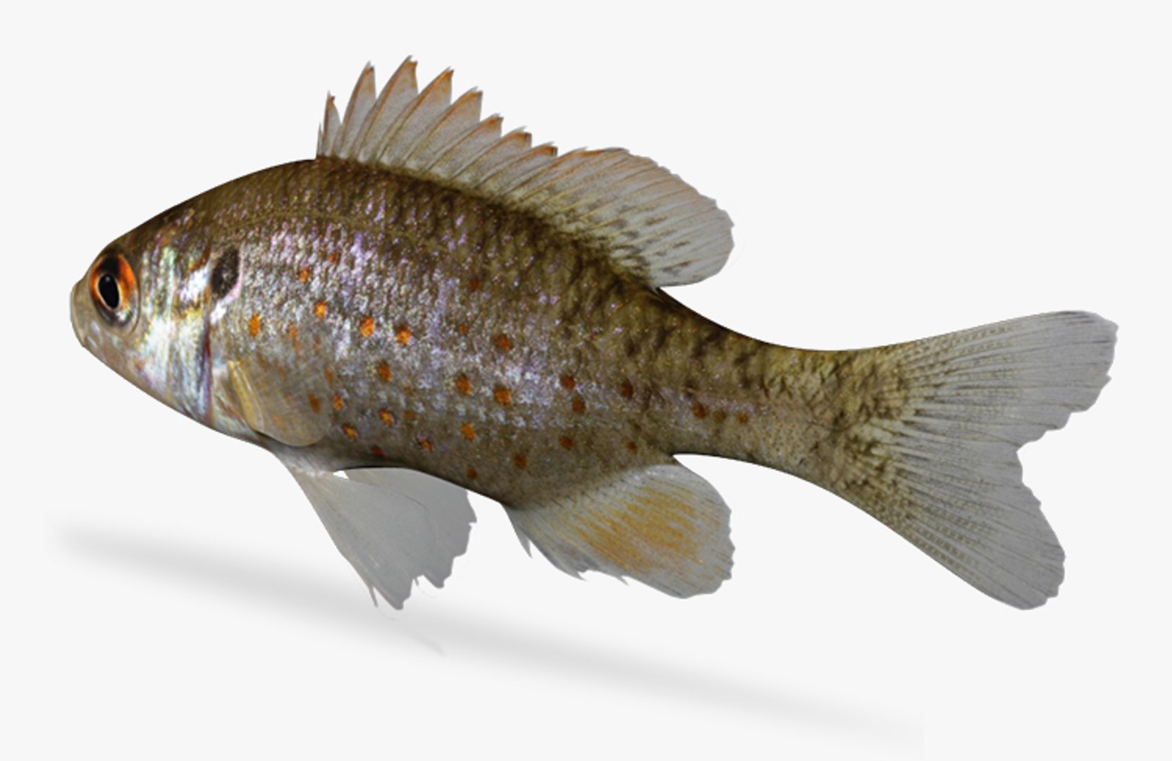 3dsmax lepomis humilis orangespotted sunfish