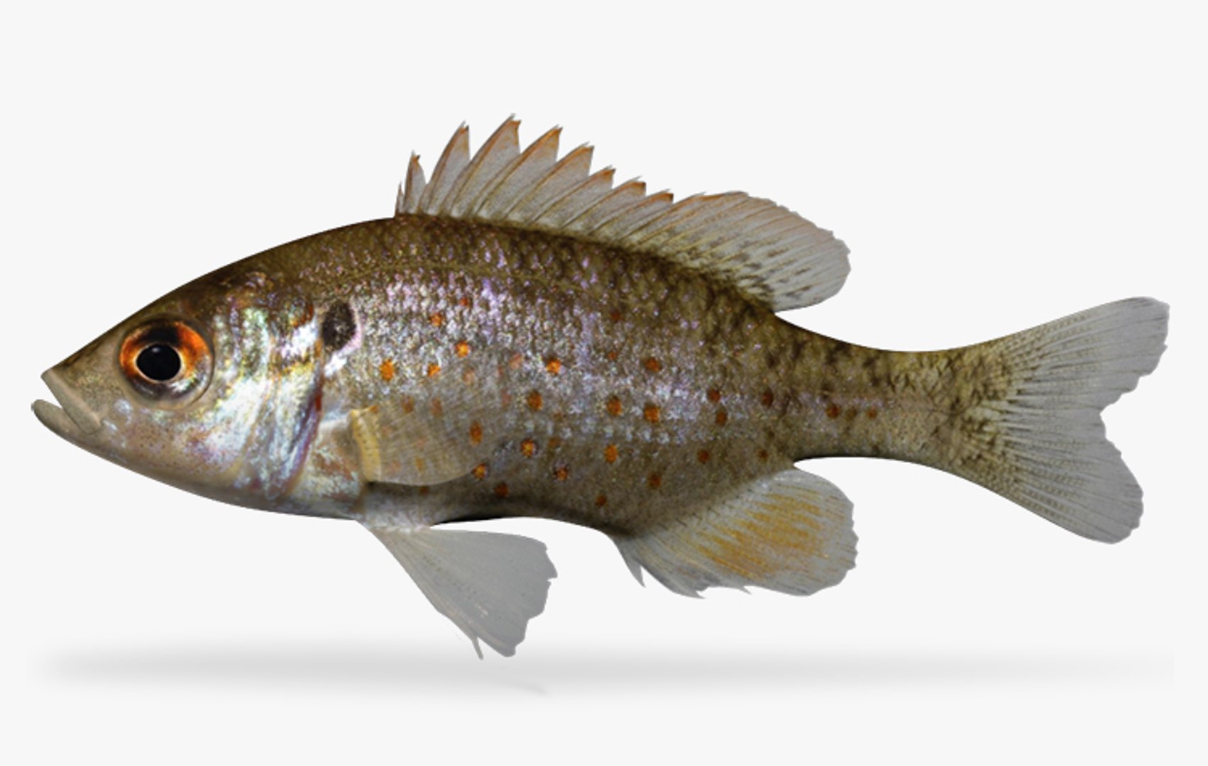 3dsmax lepomis humilis orangespotted sunfish
