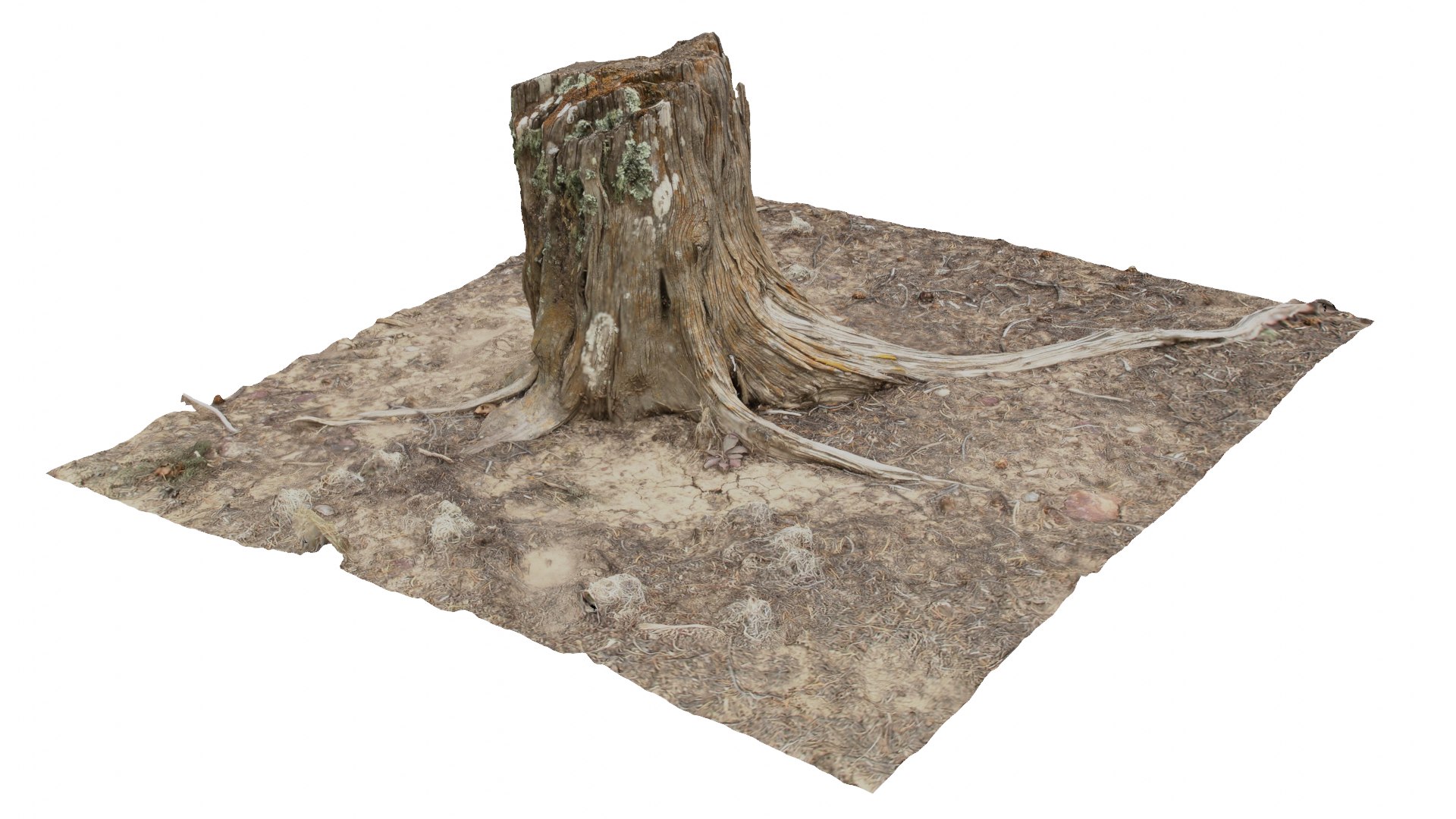 3D Cedar Tree Stump - TurboSquid 1390461