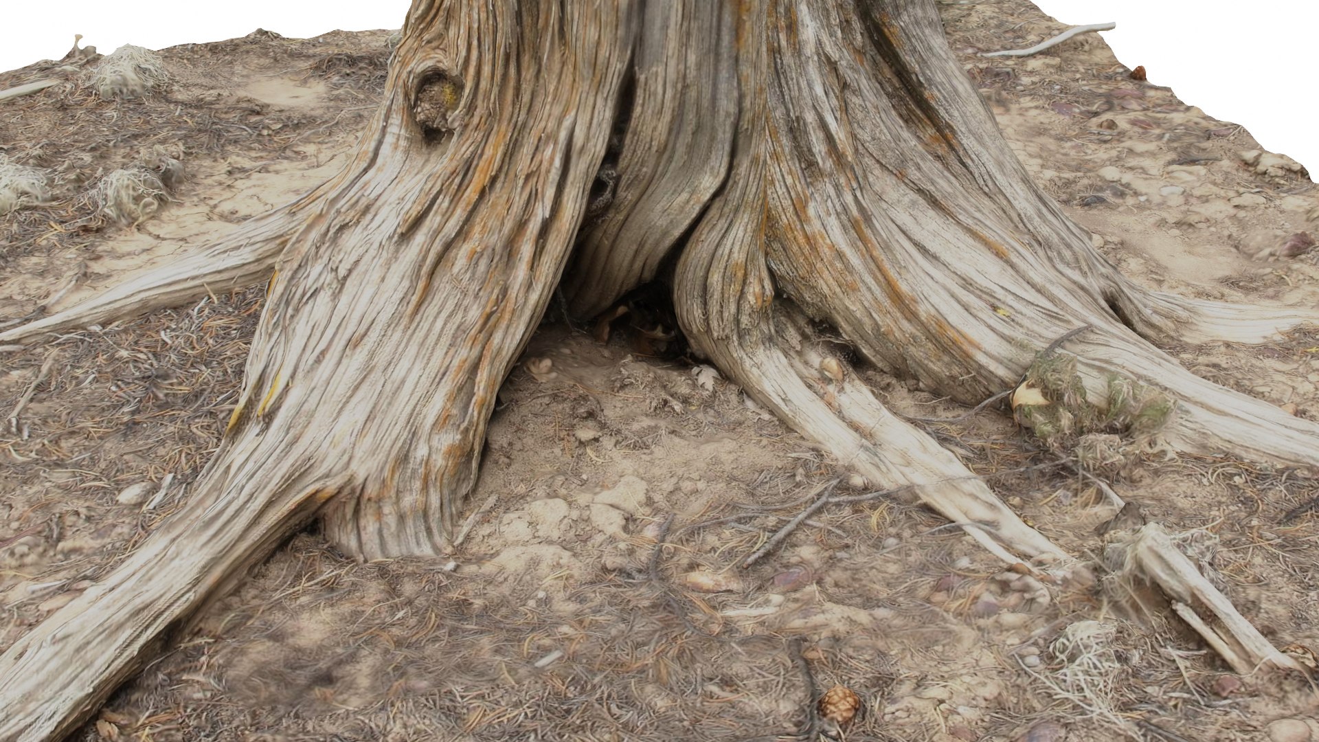 3D Cedar Tree Stump - TurboSquid 1390461