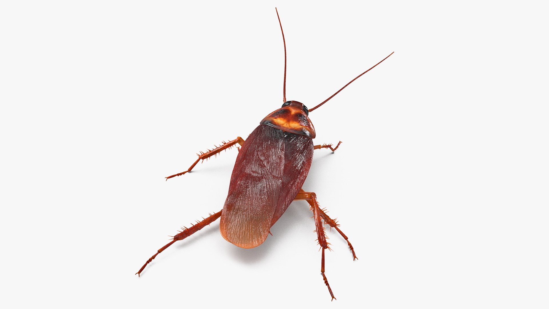 Animated Cockroach Running Rigged for Cinema 4D 3D model - TurboSquid ...