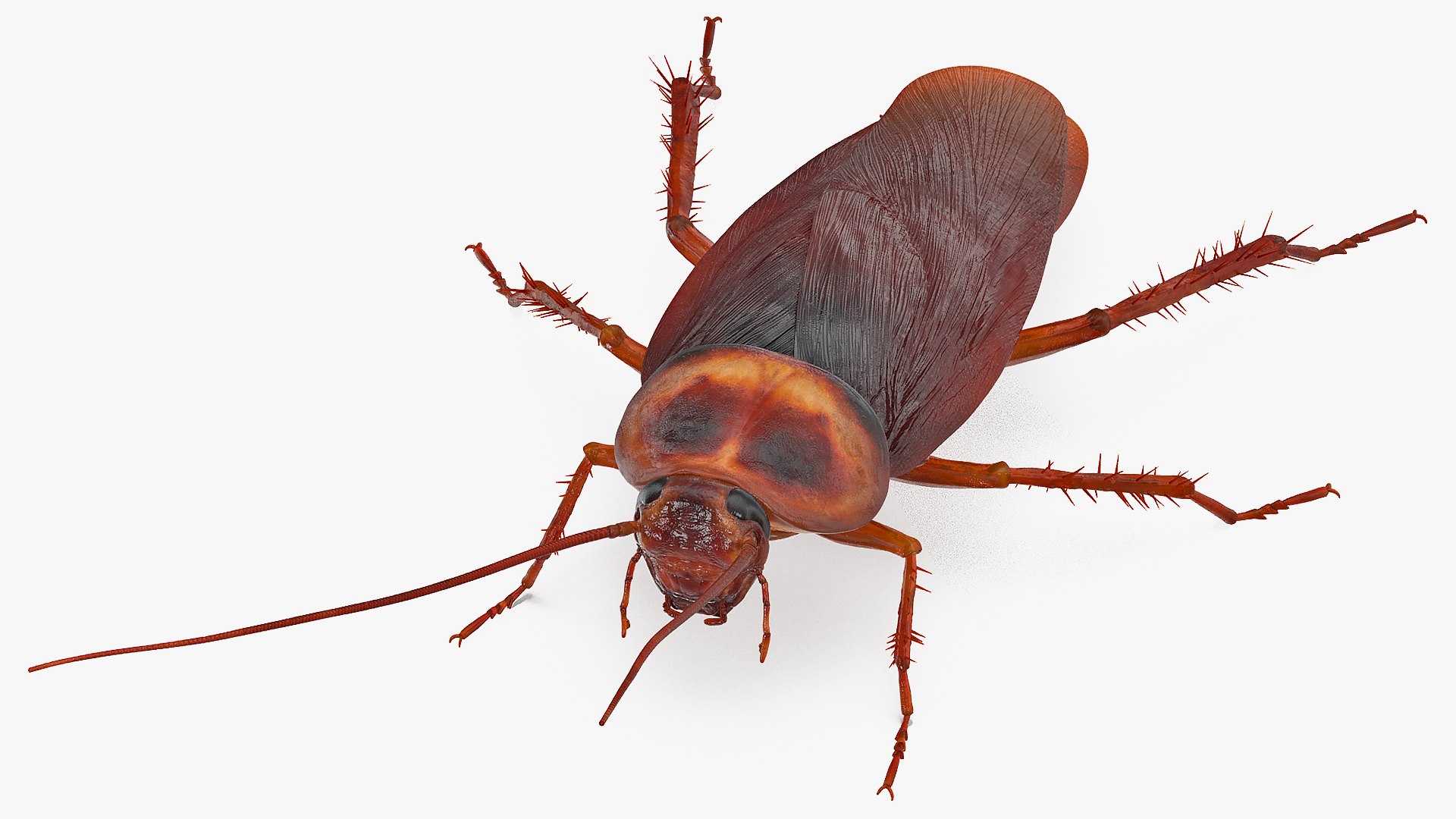Animated Cockroach Running Rigged for Cinema 4D 3D model - TurboSquid ...