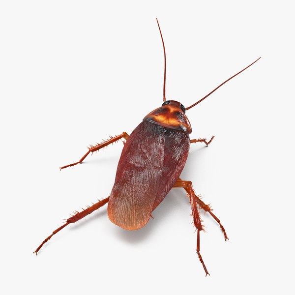modelo 3d Cucaracha animada corriendo montada para Cinema 4D ...