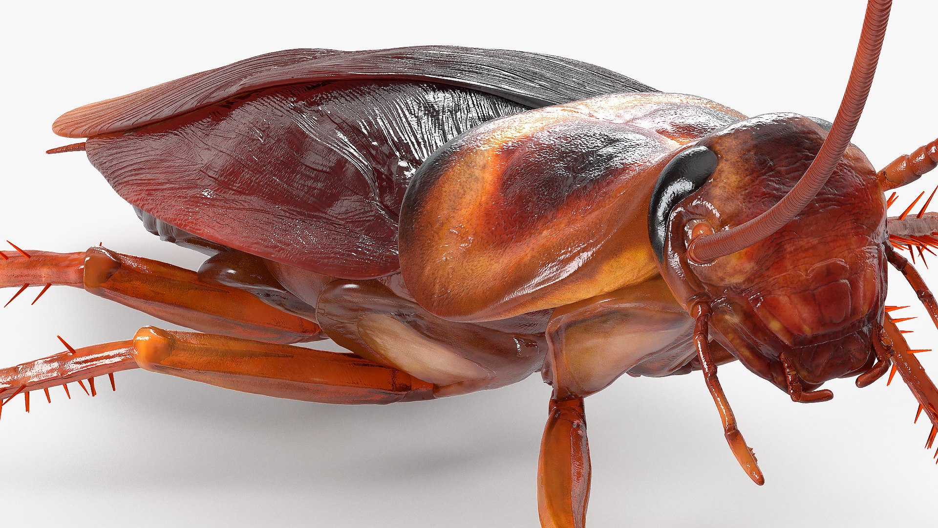Animated Cockroach Running Rigged For Cinema 4D 3D Model - TurboSquid ...