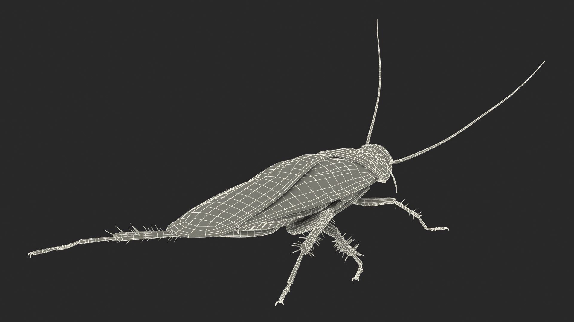 Animated Cockroach Running Rigged for Cinema 4D 3D model - TurboSquid ...