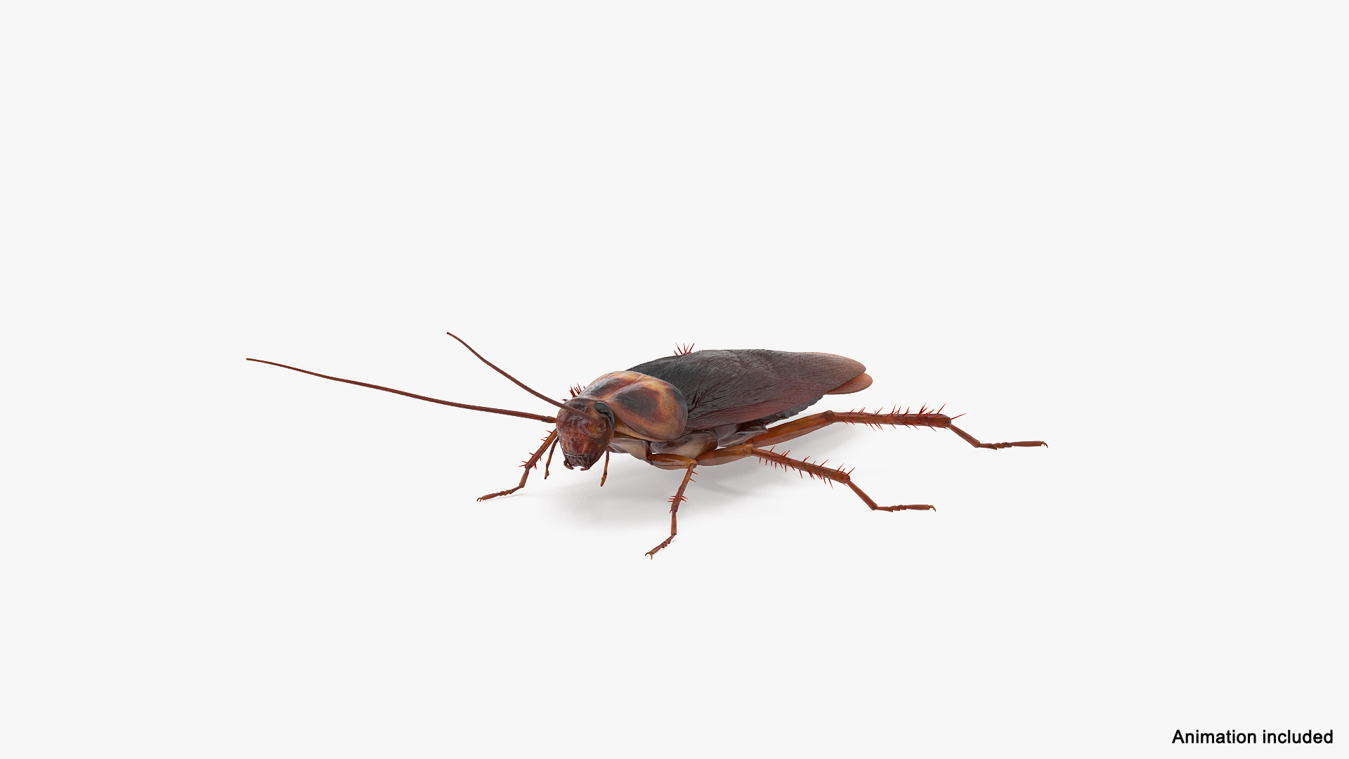 Animated Cockroach Running Rigged For Cinema 4D 3D Model - TurboSquid ...