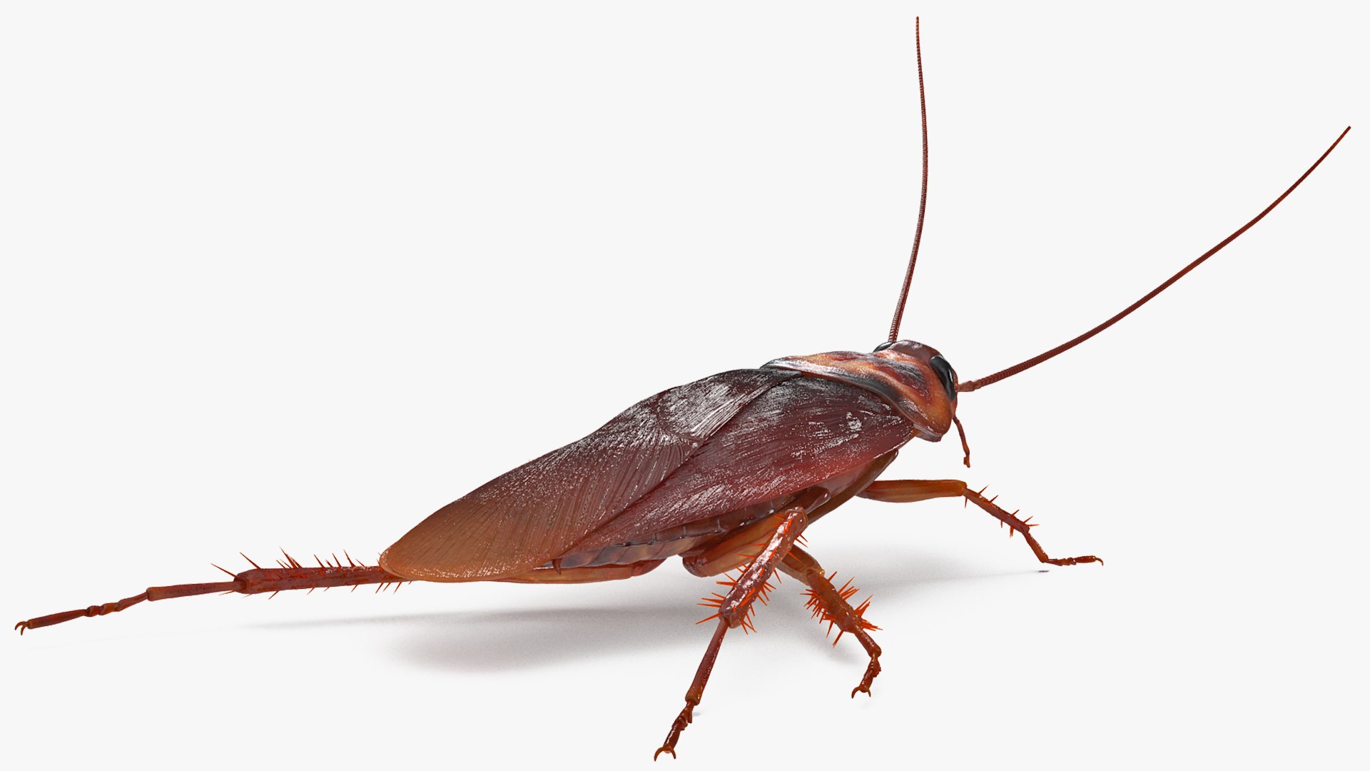 Animated Cockroach Running Rigged For Cinema 4D 3D Model - TurboSquid ...