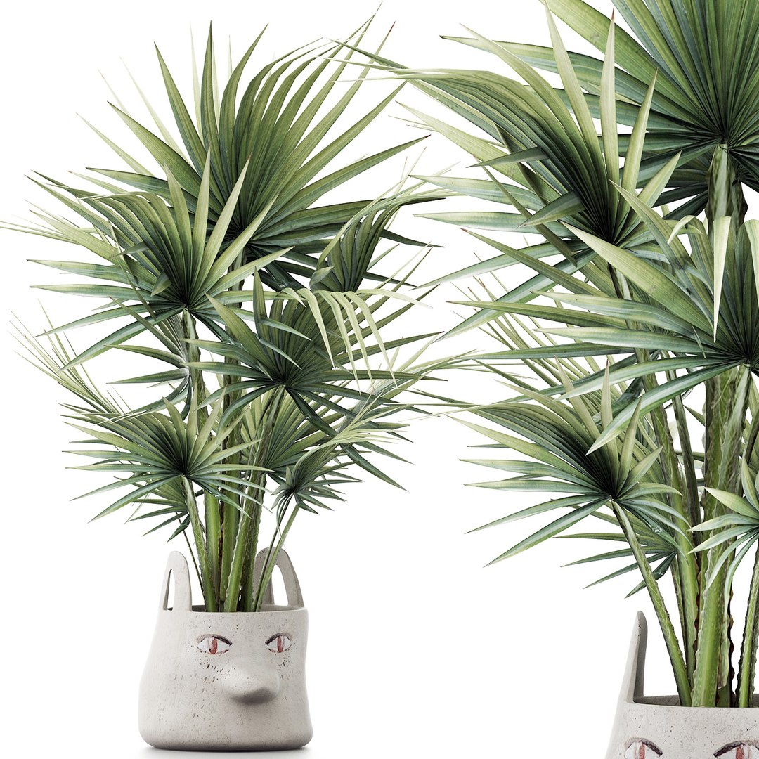 3D sabal minor - TurboSquid 1680765