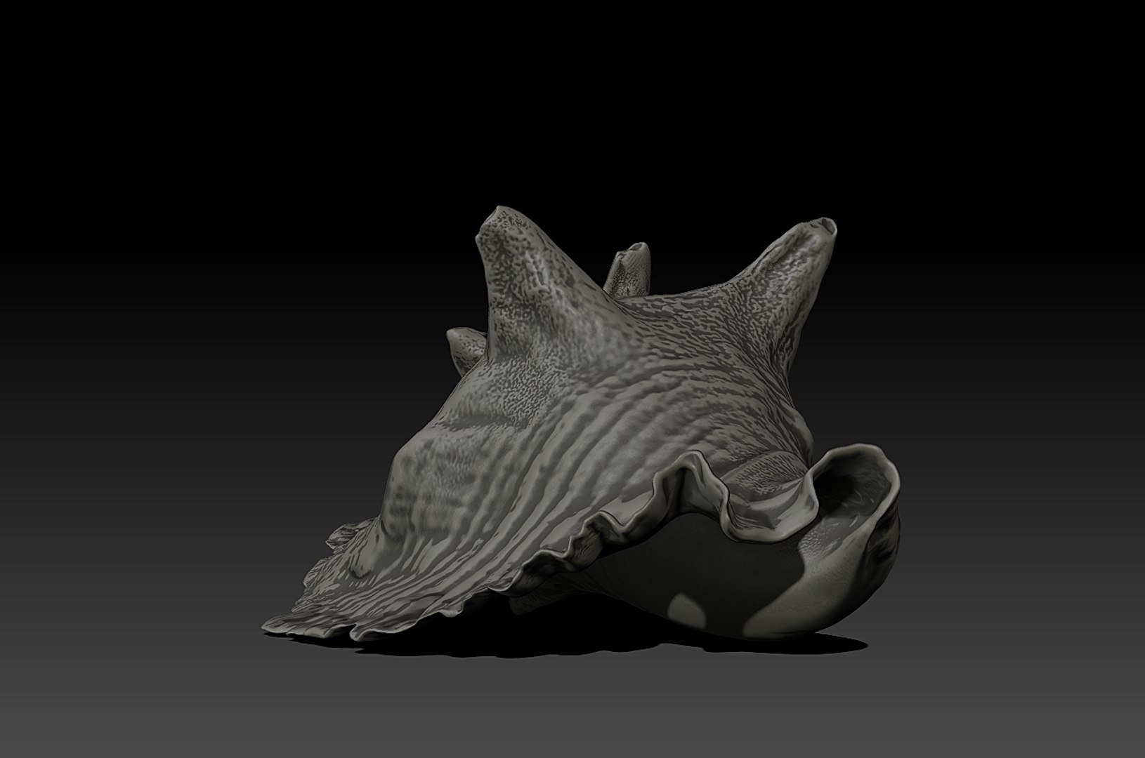Conch Sea Snails 3d Model