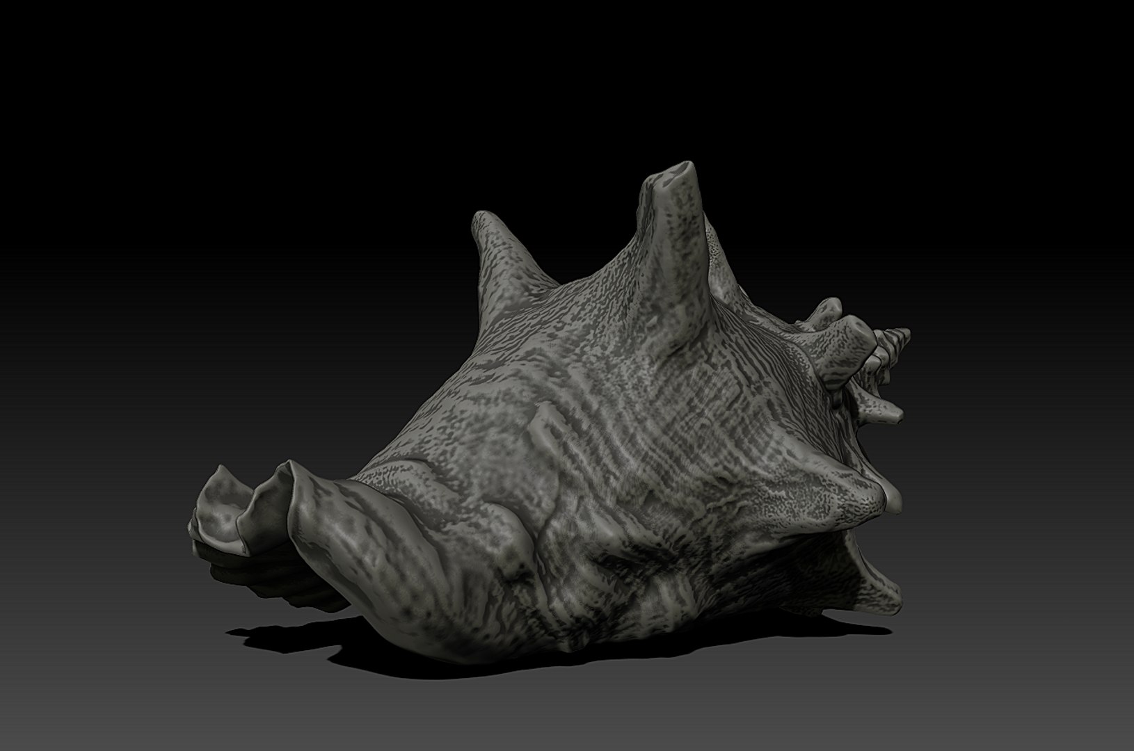 Conch Sea Snails 3d Model