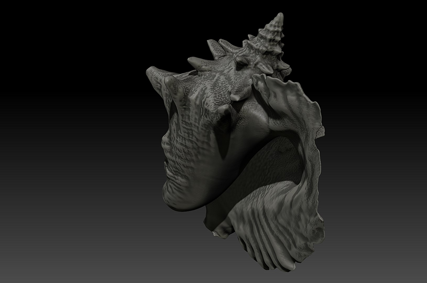 Conch Sea Snails 3d Model