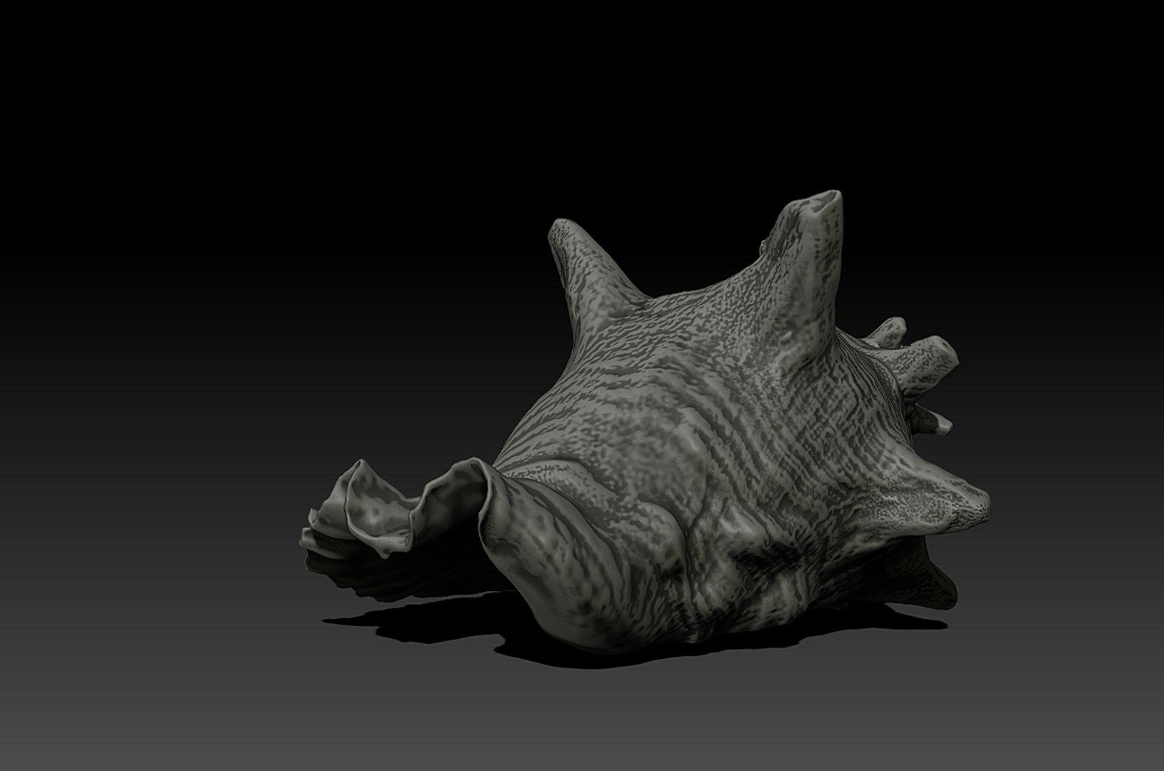 Conch Sea Snails 3d Model
