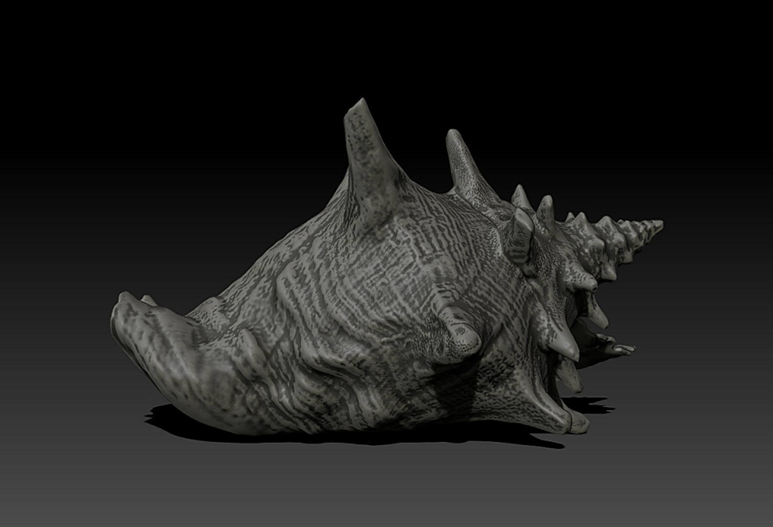 Conch Sea Snails 3d Model