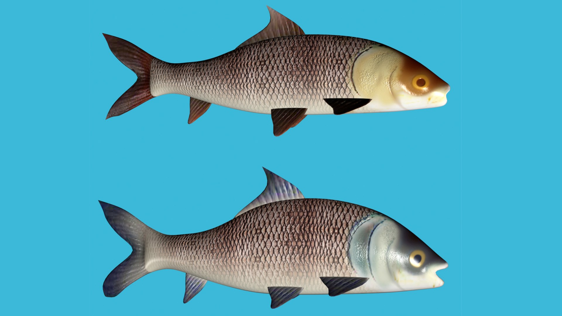 3D Model Fish Collection - TurboSquid 2049936