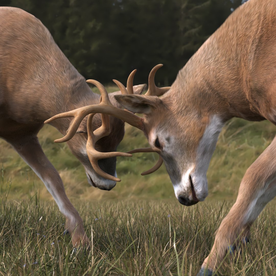 3D Whitetail Buck Fighting Fur - TurboSquid 2387181