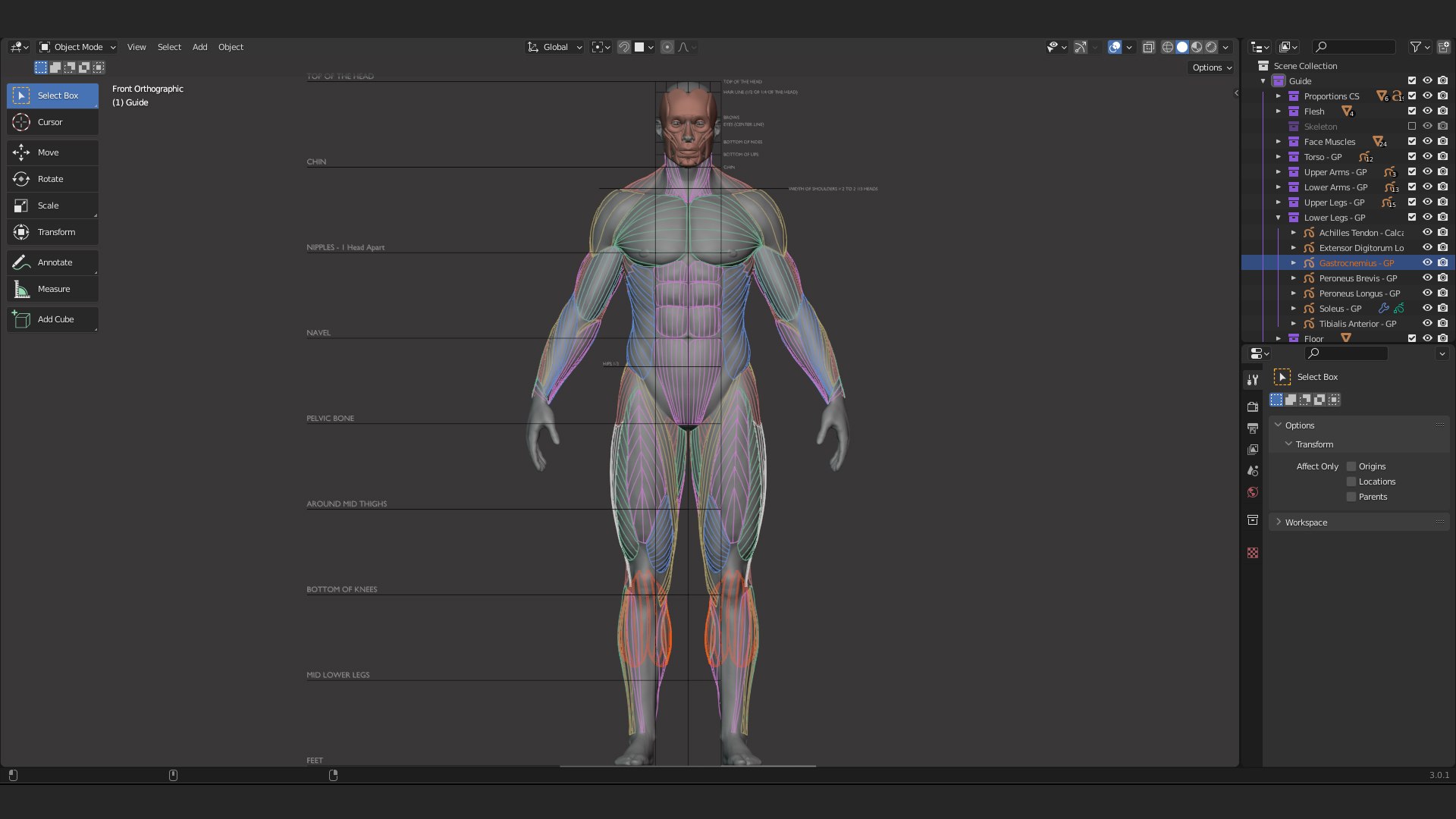 3D Model Male Body Anatomy - TurboSquid 2252514