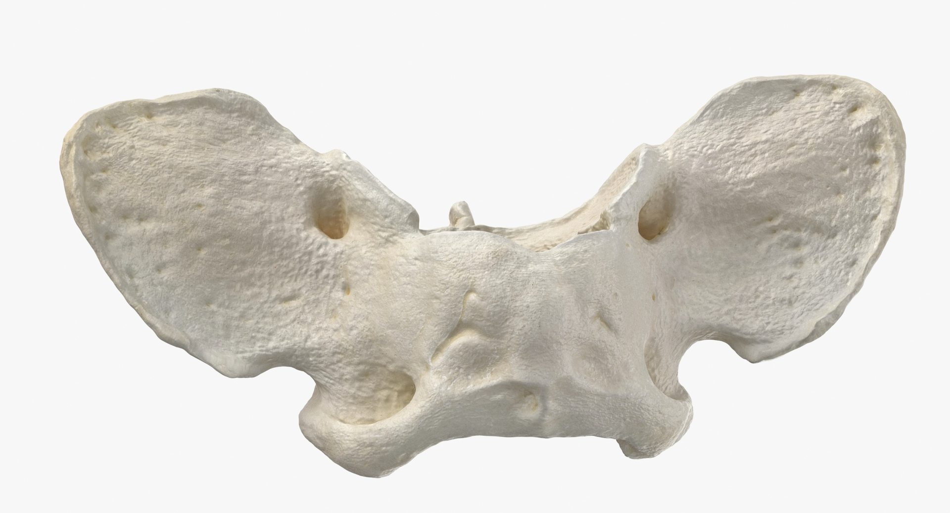 French Bulldog Neck Vertebrae 3D Model - TurboSquid 1571512