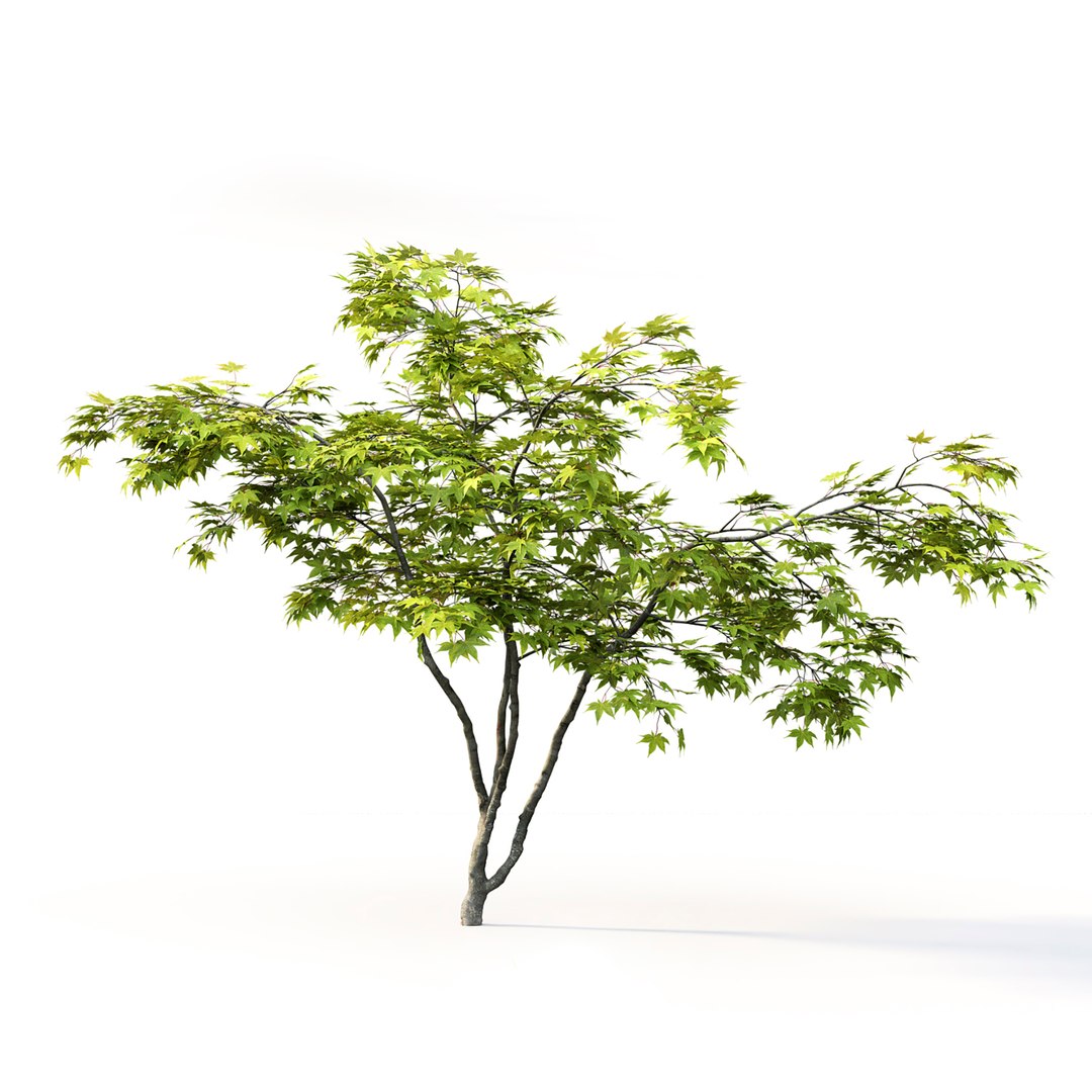 Tree Nature 3D Model - TurboSquid 1687449