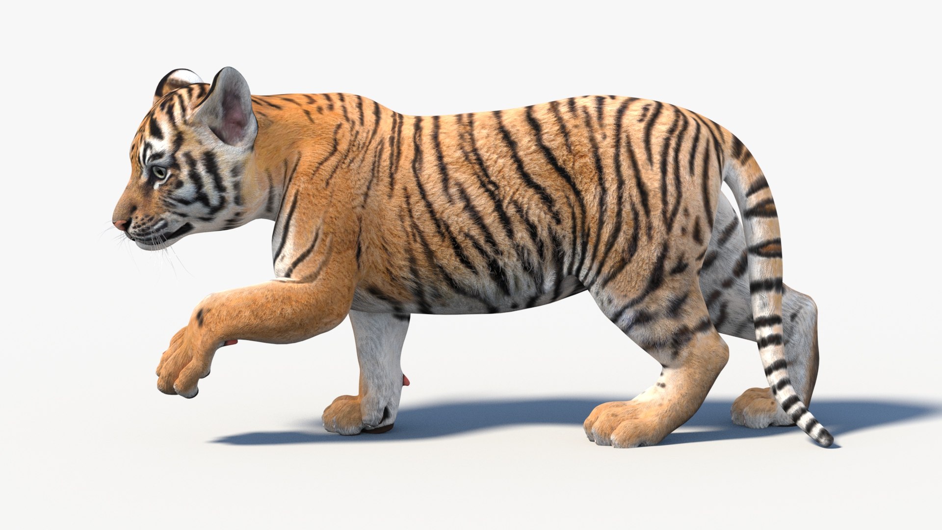 3D Rigged Tiger Cub 3D Model - TurboSquid 2333982