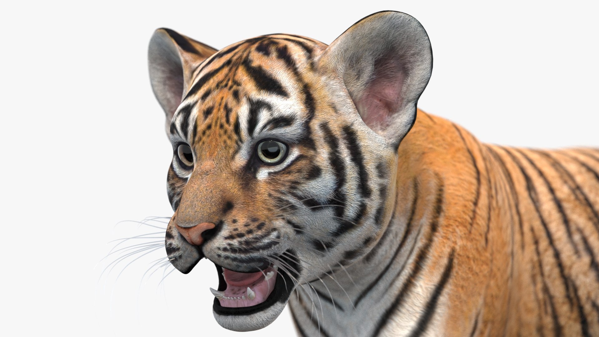 3D Rigged Tiger Cub 3D Model - TurboSquid 2333982