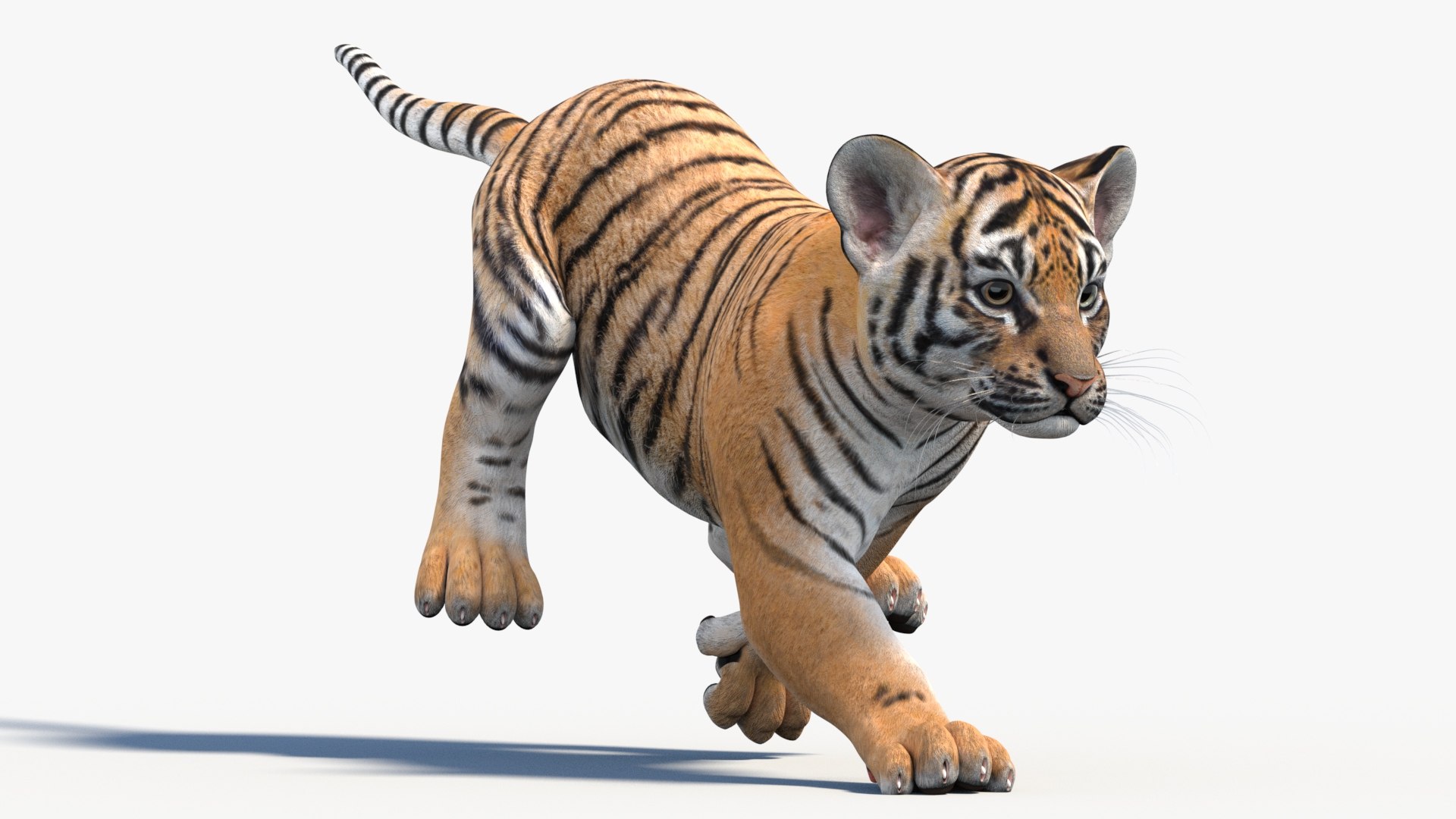 3D Rigged Tiger Cub 3D Model - TurboSquid 2333982