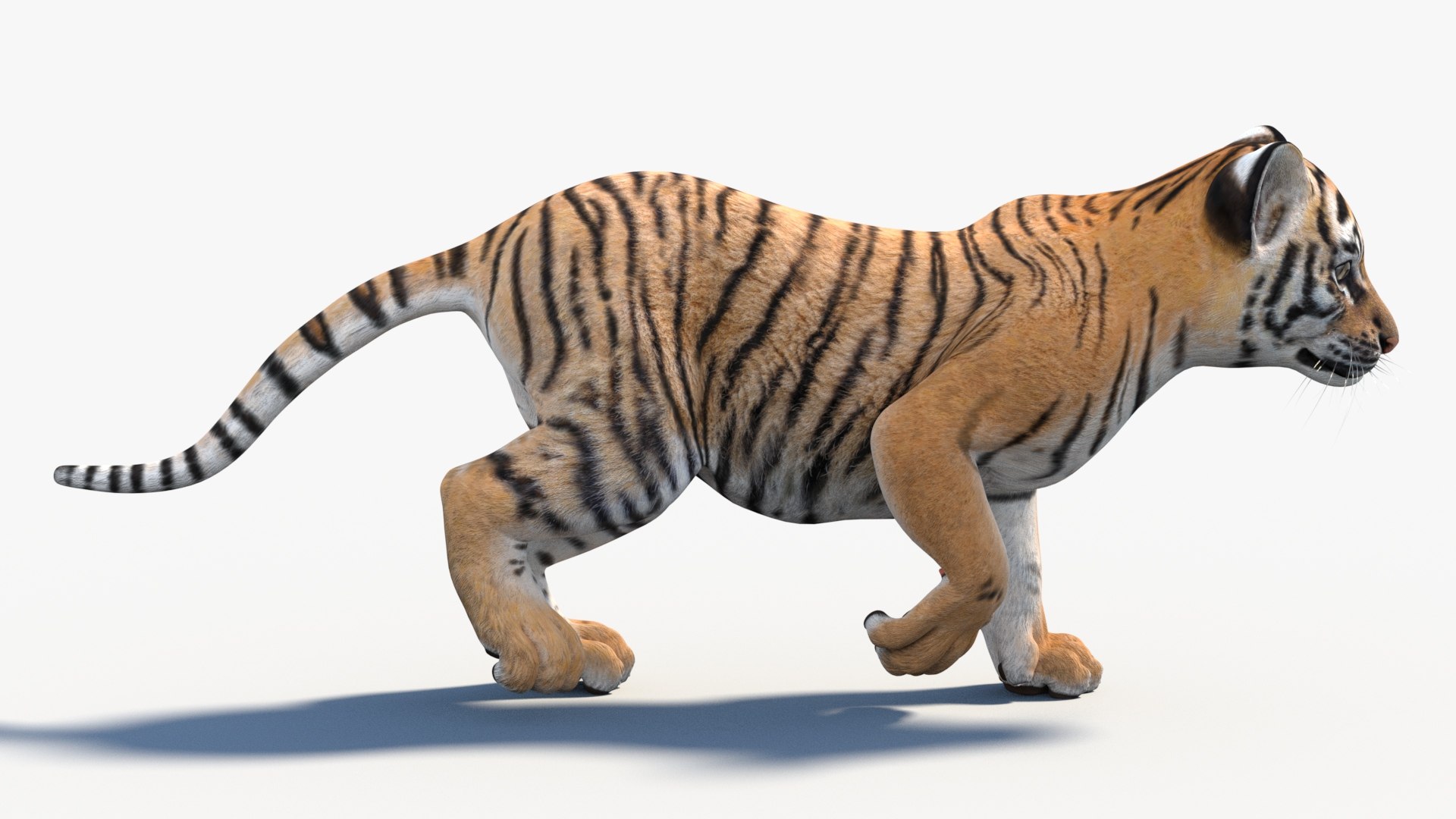 3D Rigged Tiger Cub 3D Model - TurboSquid 2333982