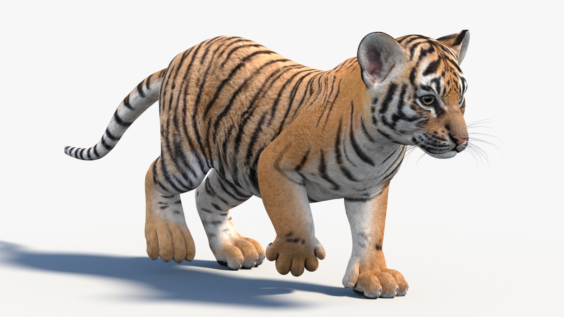 3D Rigged Tiger Cub 3D Model - TurboSquid 2333982