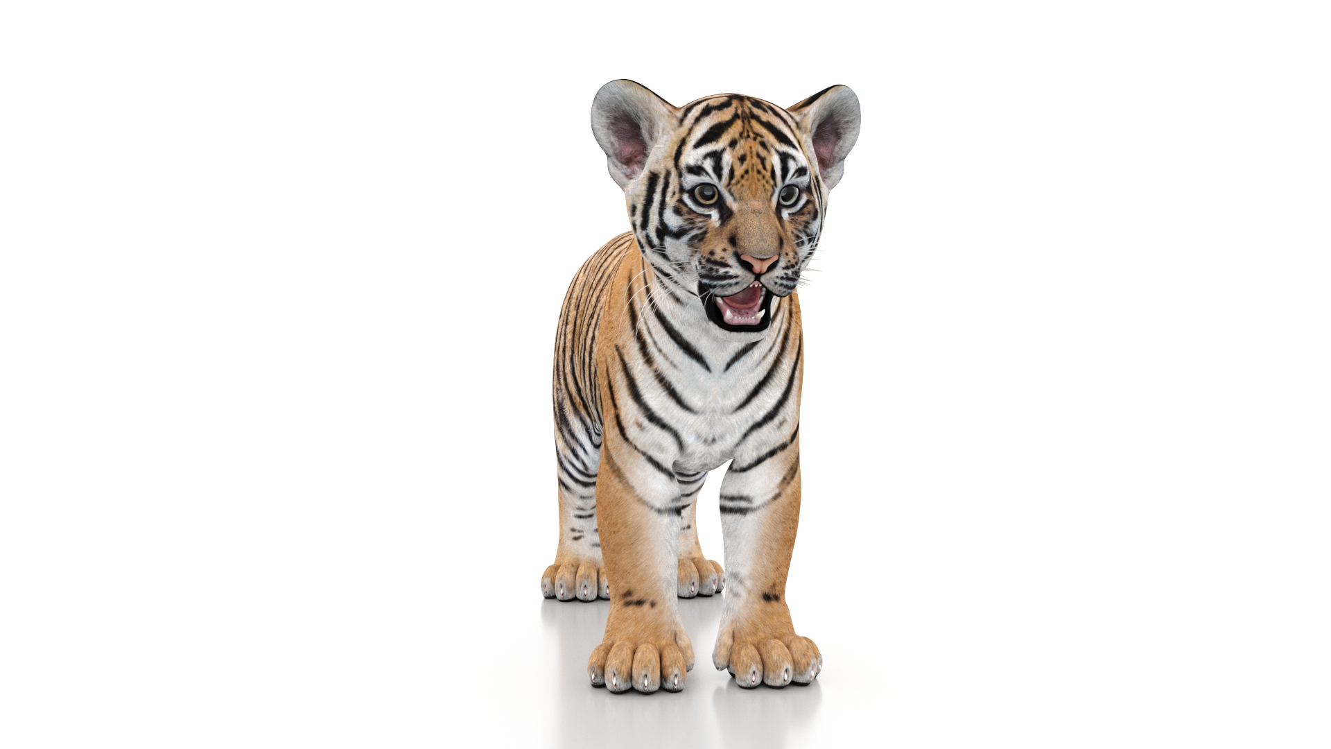3D Rigged Tiger Cub 3D Model - TurboSquid 2333982