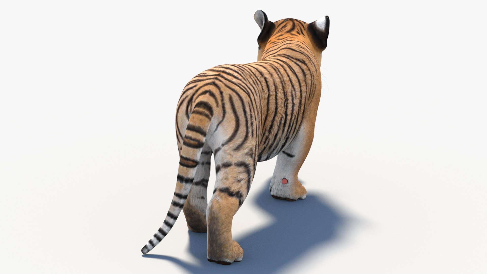 3D Rigged Tiger Cub 3D Model - TurboSquid 2333982