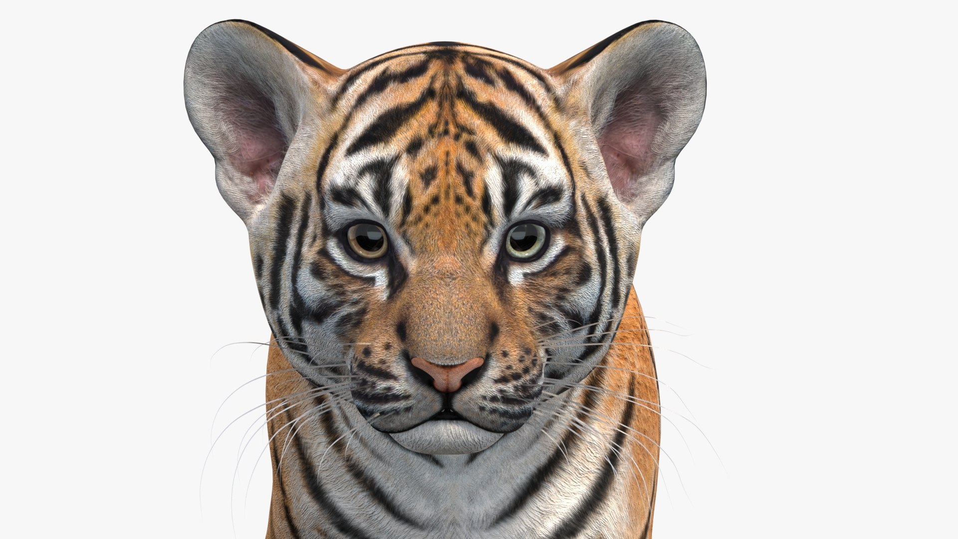 3D Rigged Tiger Cub 3D Model - TurboSquid 2333982