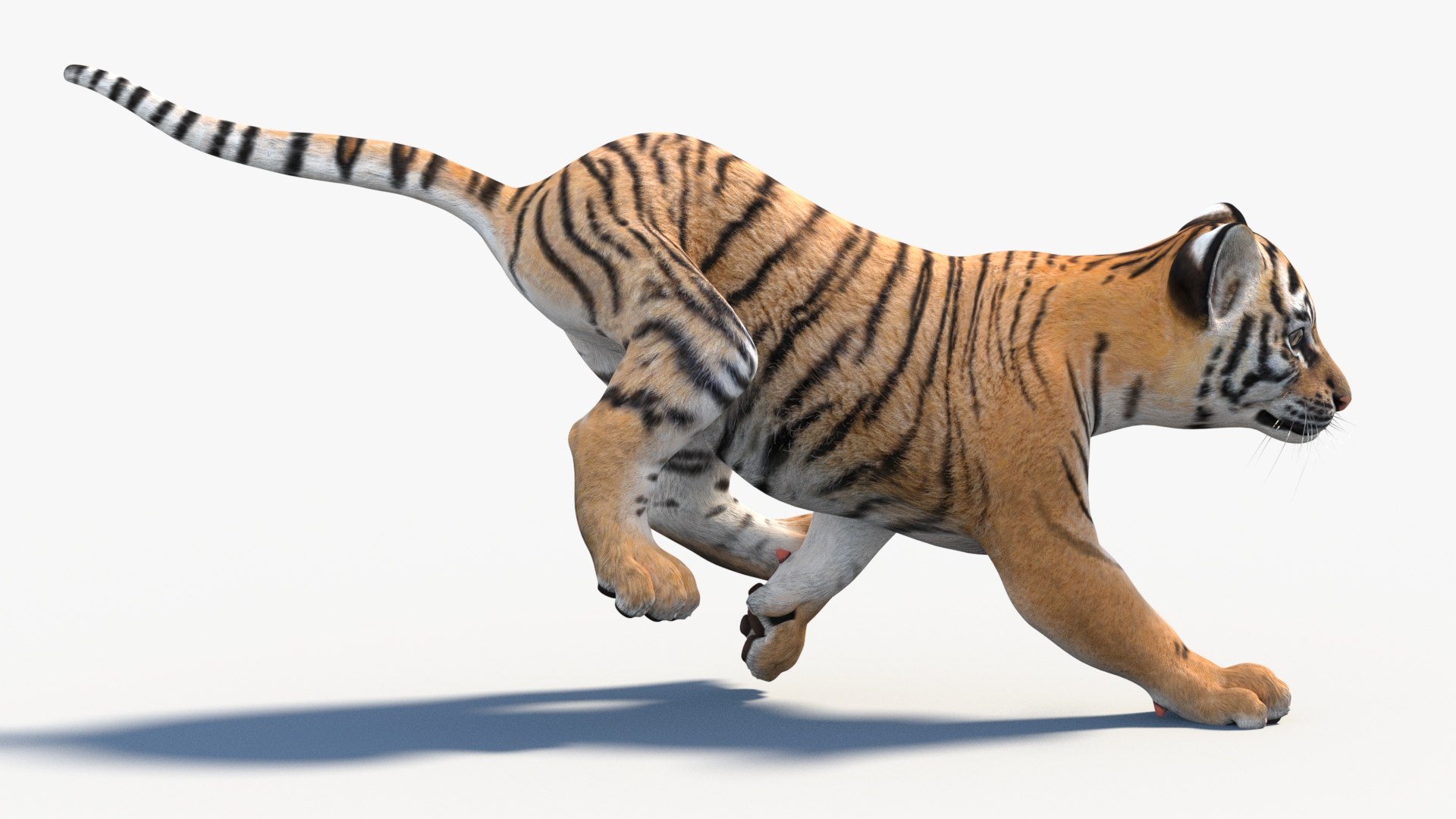3D Rigged Tiger Cub 3D Model - TurboSquid 2333982