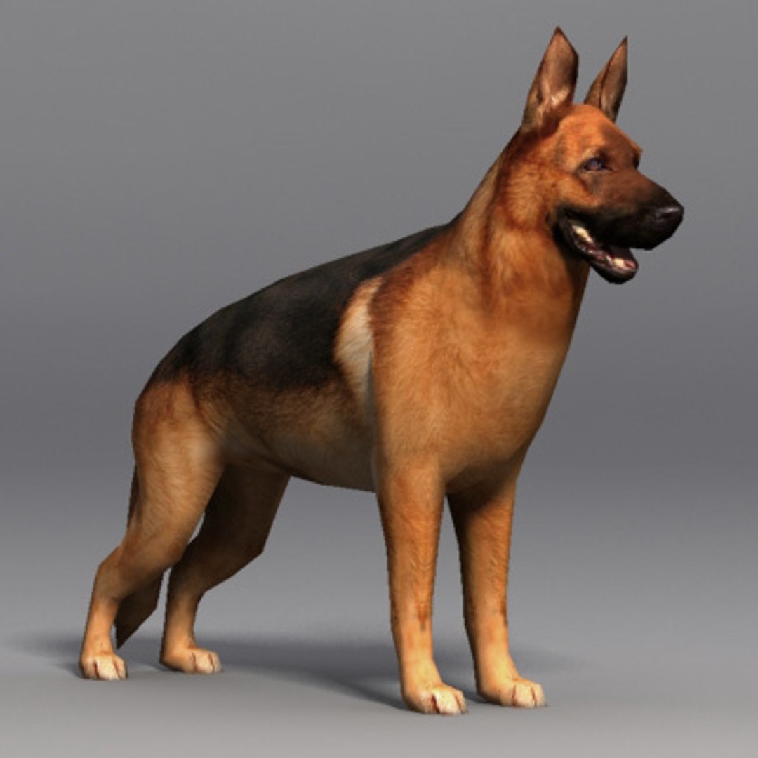German Shepherd 3d Model
