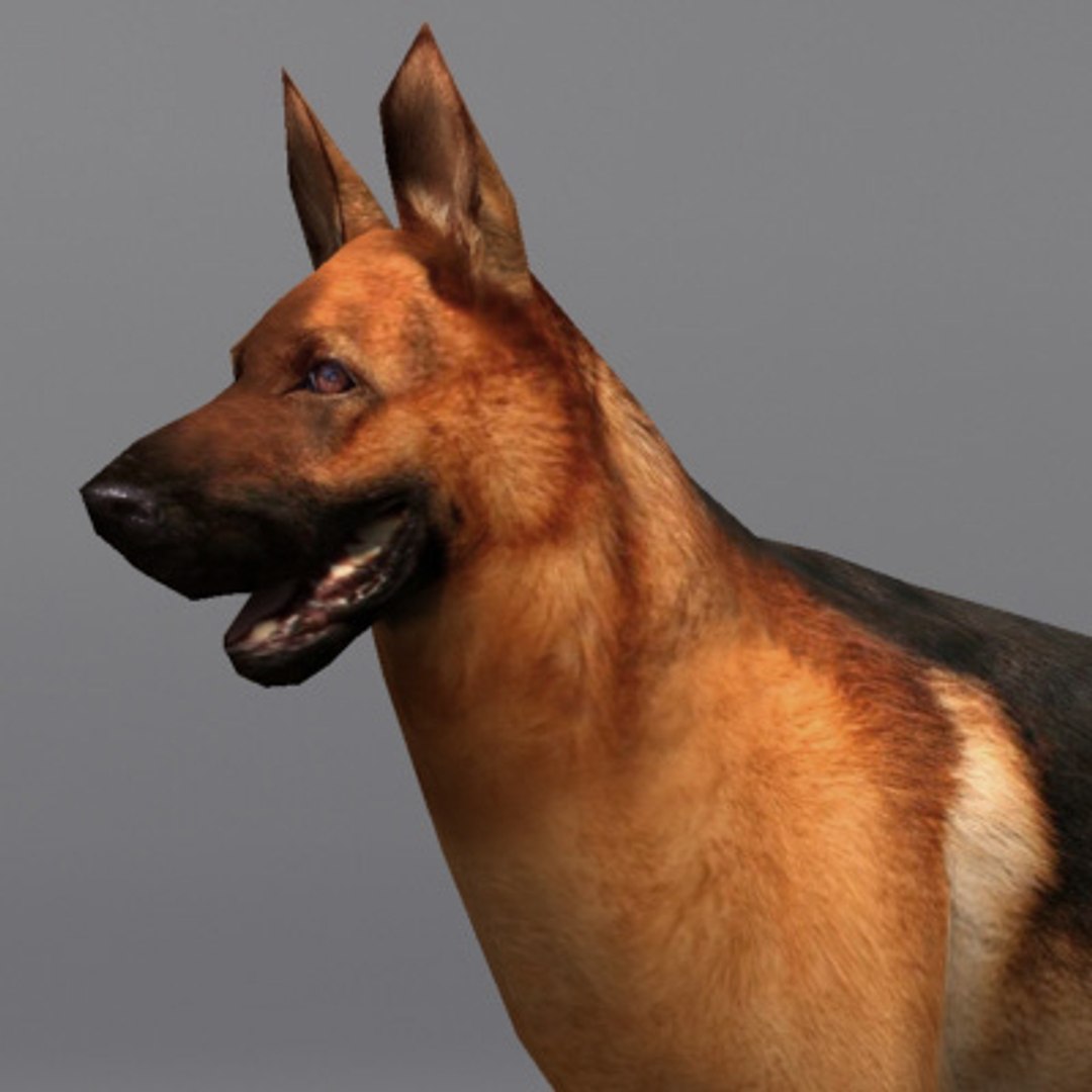 German Shepherd 3d Model
