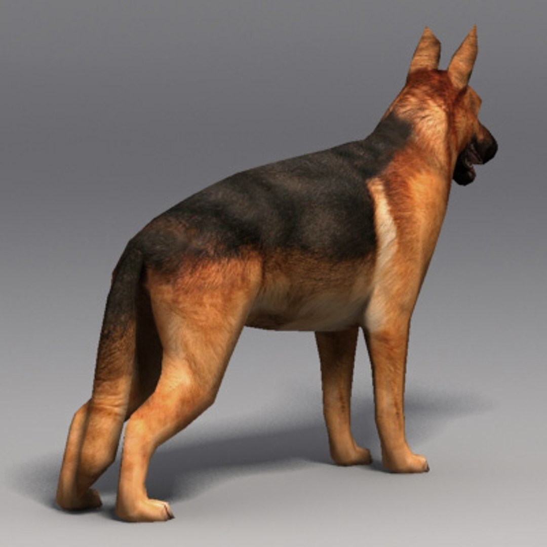German Shepherd 3d Model