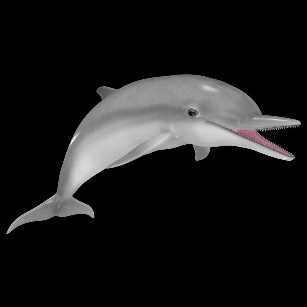 Realistic Dolphin Pose 2 3d Model