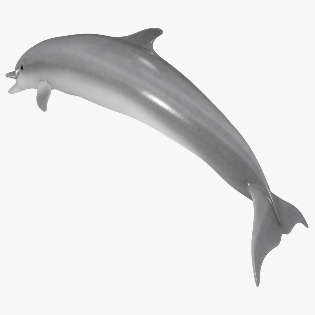 Realistic Dolphin Pose 2 3d Model