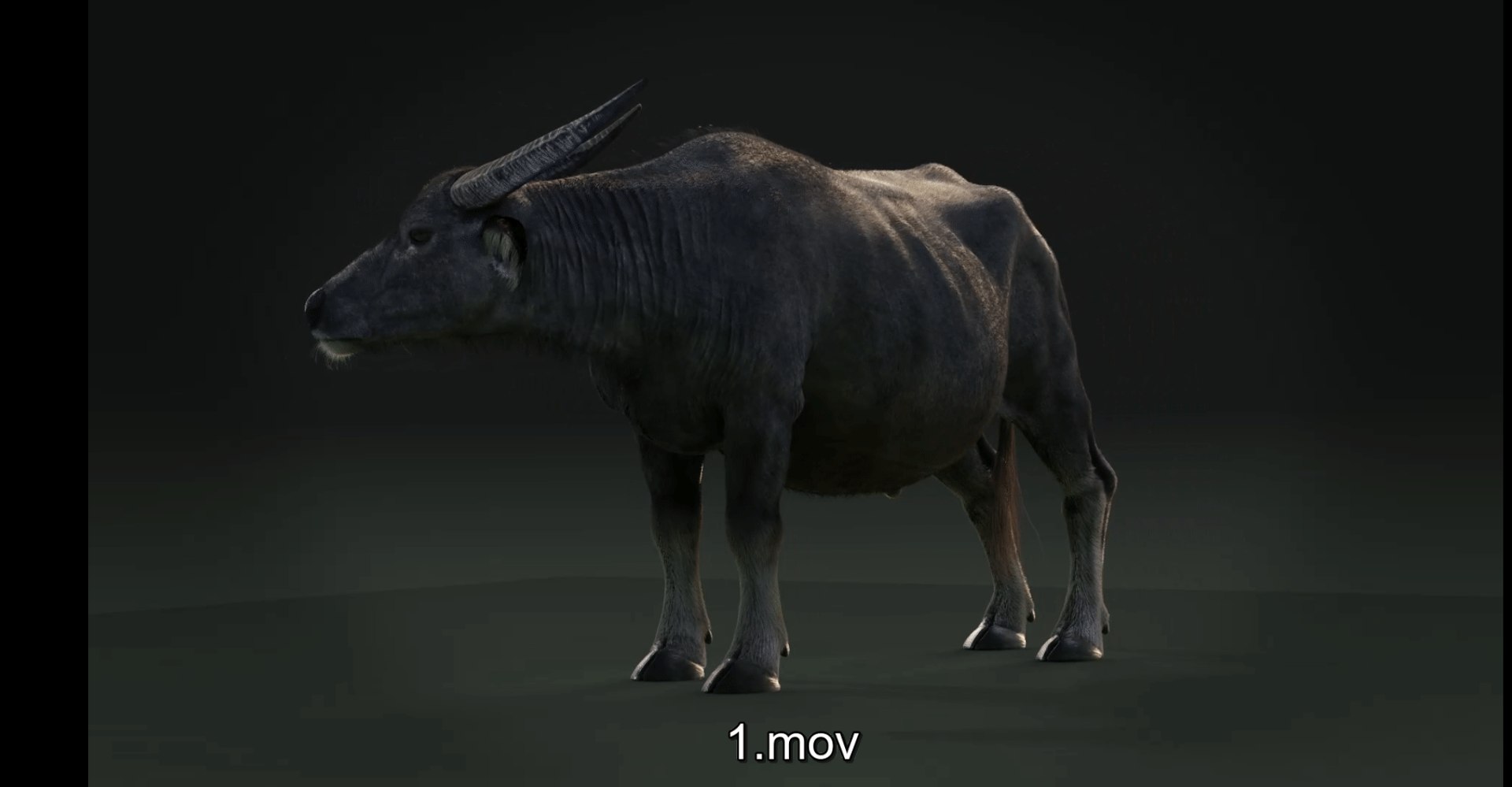 3D asian buffalo animation - TurboSquid 1566102