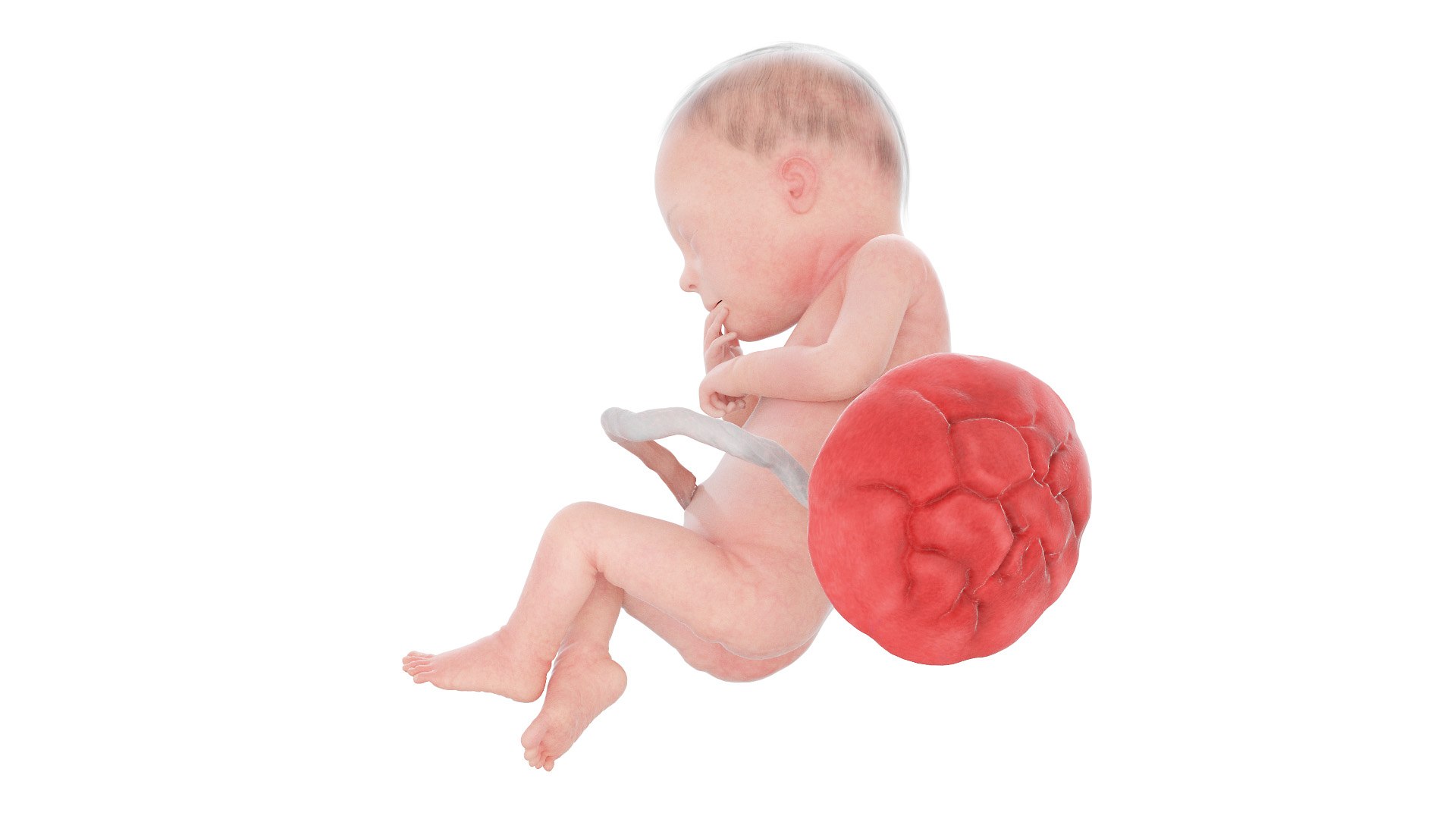 3D Fetus Anatomy Week 28 Static - TurboSquid 1835384