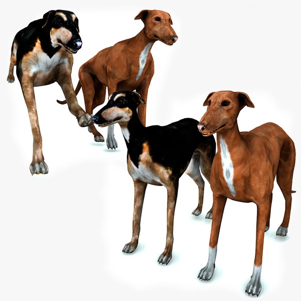 modelo 3d Greyhound DOGS 2 DOG - TurboSquid 2079850