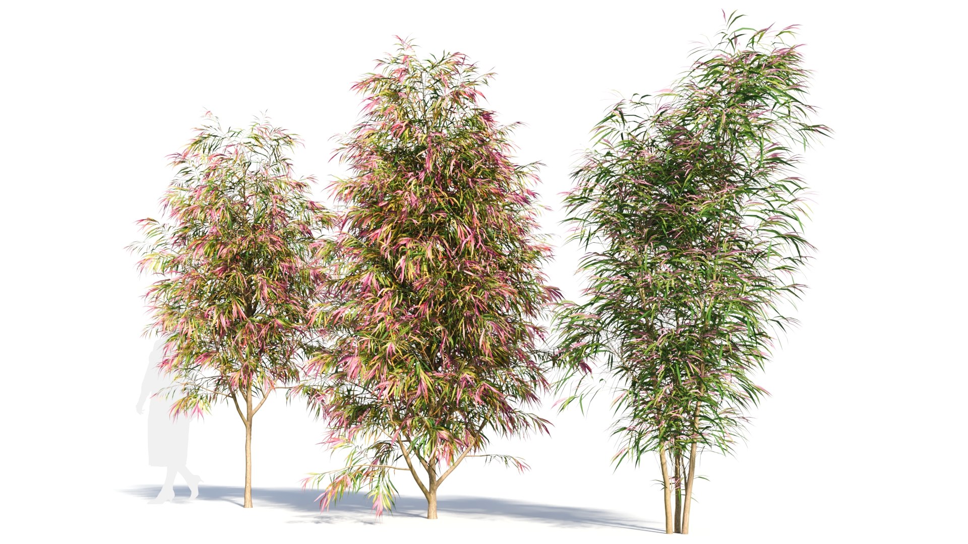 Burgundy Myrtle tree c 3D model - TurboSquid 2130724