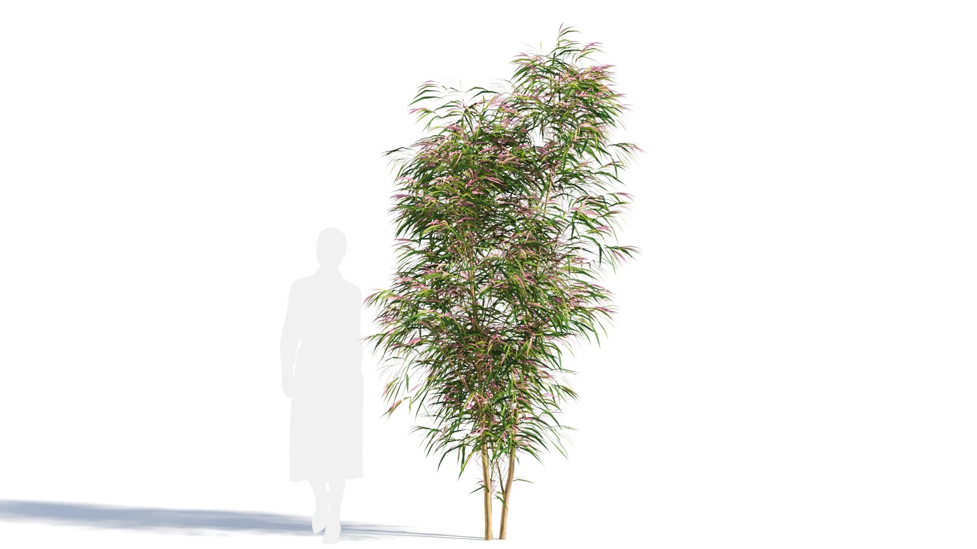 Burgundy Myrtle tree c 3D model - TurboSquid 2130724