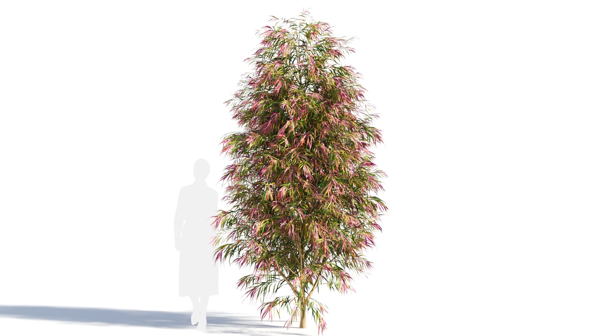 Burgundy Myrtle tree c 3D model - TurboSquid 2130724