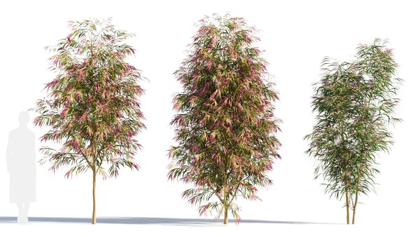 modelo 3d Árbol de mirto de Borgoña c - TurboSquid 2130724